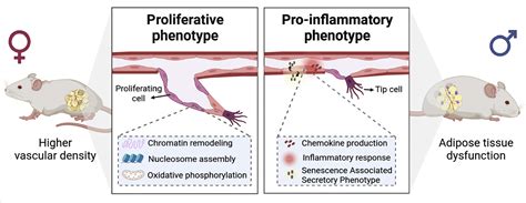 Transcriptomic Profiling Reveals Sex Specific Molecular Signatures Of Adipose Endothelial Cells