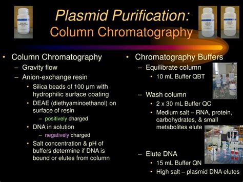 Ppt Fluorescent Proteins And Plasmid Purification For Optical Microscopy Powerpoint Presentation