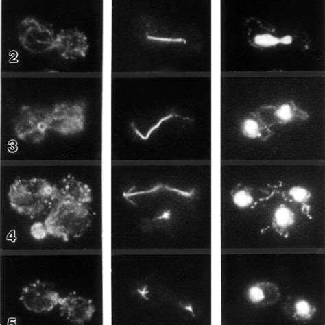 Formation And Contraction Of An Actin Ring During The Cell Cycle Cells