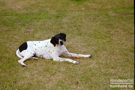 Pointer English Pointer Foto 27912 Hundundde