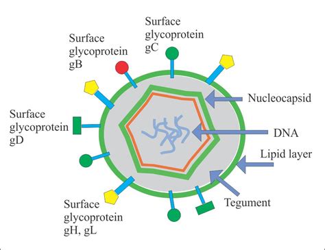 Herpes Virus Structure