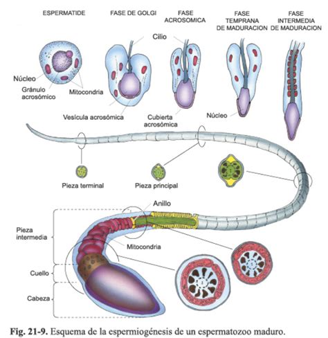 Ivernalia 1º Bachillerato Anatomía Aplicada Ud 7 El Aparato Reproductor