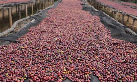 Coffee Processing Which Method Is The Most Sustainable