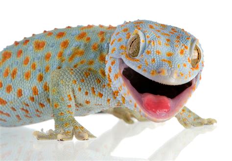 Tokay Gecko Bite