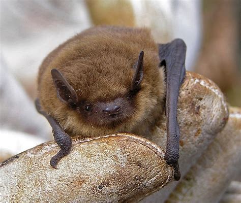 Species Of Uk Week 59 Pipistrelle Bats Pipistrellus