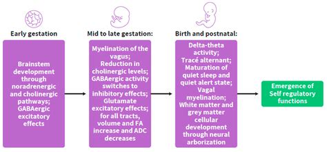 Development Of The Ontogenetic Self Regulation Clock