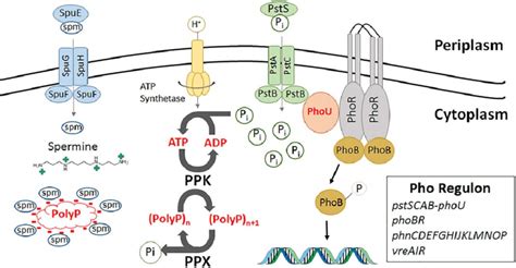 Schematic Representations Of A Working Model For Polyphosphate Download Scientific Diagram