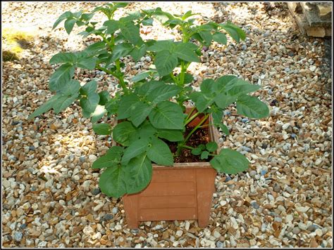 Marks Veg Plot Blight Resistant Potatoes Update