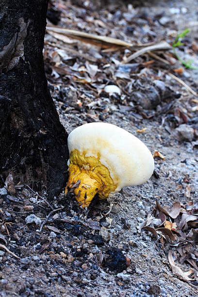 Basidio Banco De Fotos E Imágenes De Stock Istock