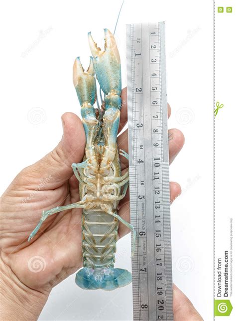 Measuring Lobster Stock Image 76586995