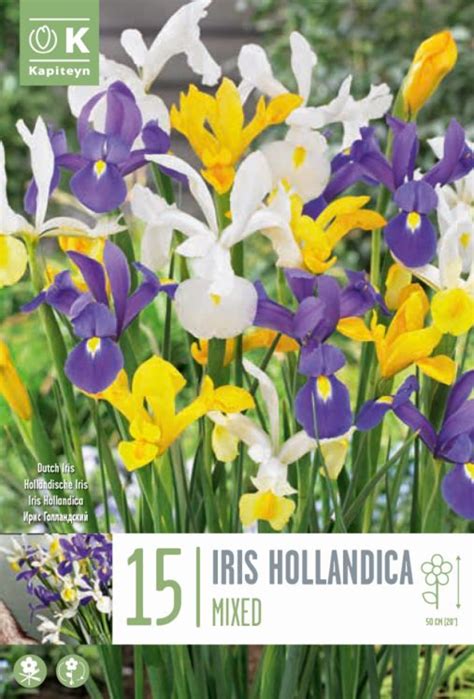 Bulbos De Iris × Hollandica Mixed Colors Fronda