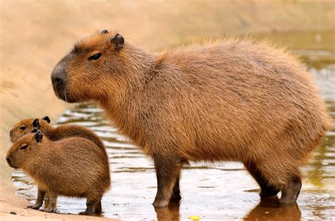 Capivara Ecologia Características Fotos Infoescola