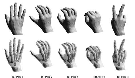 Human Hand Reference