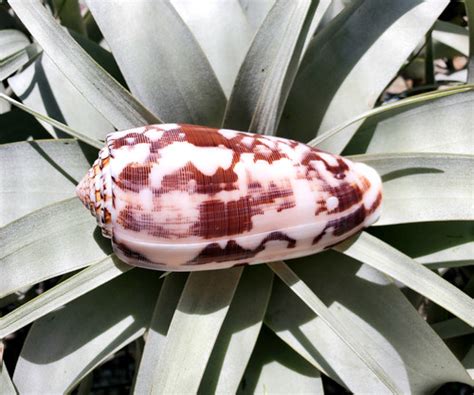 Sea Shell Striatus Air Plant Tillandsia