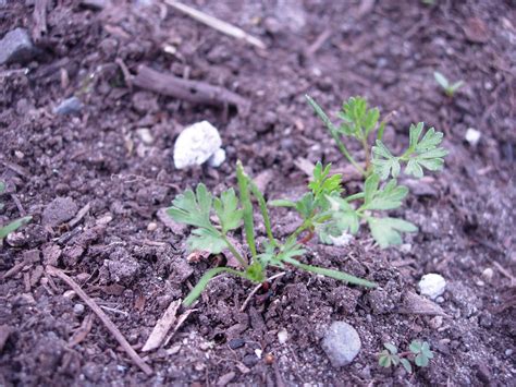 Sojo Community Garden Plot Garden Map Sprout Identification