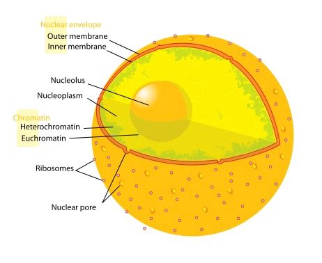 What Is The Difference Between Cytoplasm And Nucleus Pediaa Com
