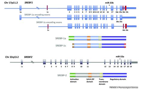 Schematic Representation Of The Genes Encoding Sterol Regulatory Download Scientific Diagram