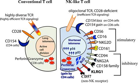 Killer T Cell Structure