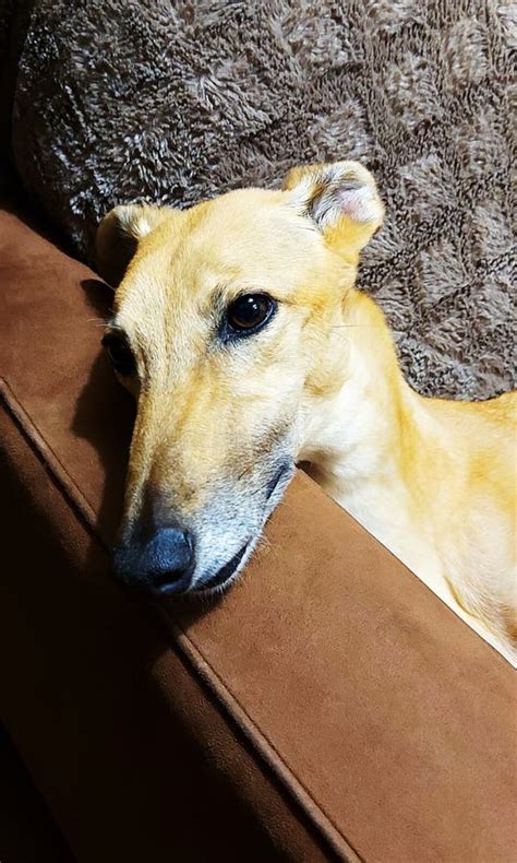 Beautiful Grayhound On Her Favourite Stock Image Image Of Friend Nature 364455551