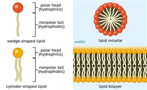 Lipid Bilayer Definition Structure And Function Boc Sciences