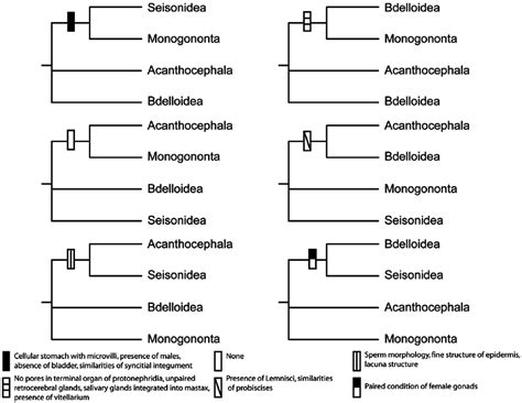 Possible Sister Relationships Among Lineages Of Syndermata And The