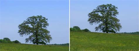 how to crop in post processing to get the most out of your shot