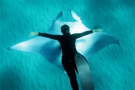 A Deep Dive Into The World Of Reef Manta Rays Australian Geographic