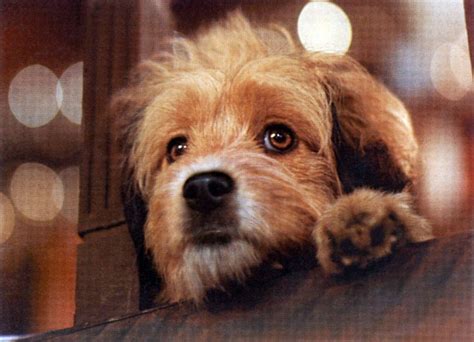 Favorite Furry Celebrities