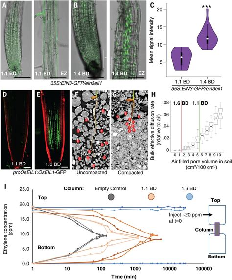 Plant Roots Sense Soil Compaction Through Restricted Ethylene Diffusion