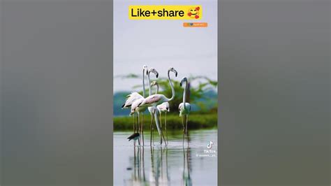 Cute Birds Cute Bairds Funnymoj Memes Cat Lovecomedyvisit My Store Youtube