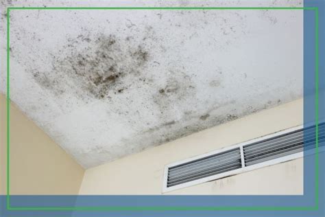 Mold And Fungi Testing Services Urgent Island Restoration Urgent