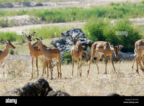 Herd Of Female Impala Aepyceros Melampus Melampus Kruger National