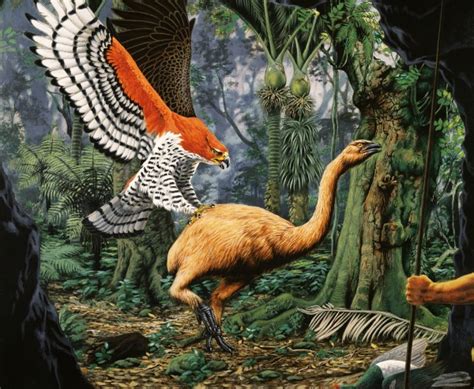 Moa Bird Sightings