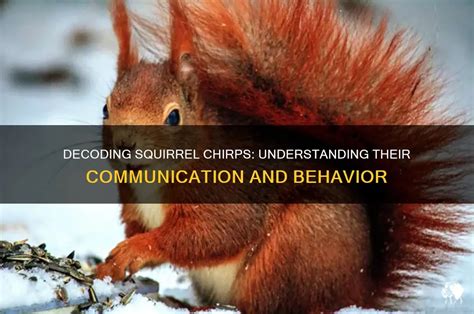 Decoding Squirrel Chirps Understanding Their Communication And