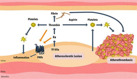 Anticoagulation