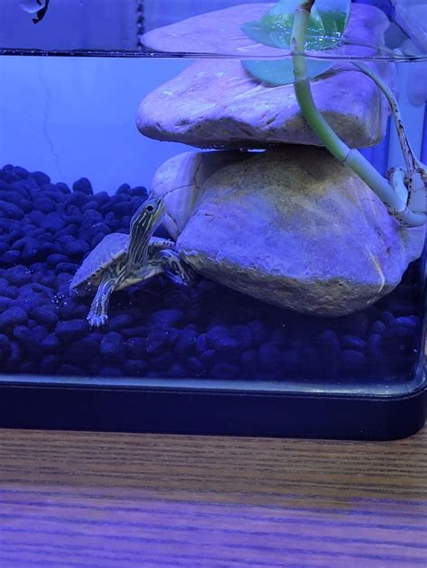 Turtle House