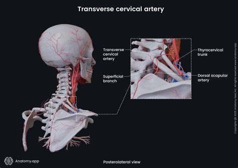 Transverse Cervical Artery Anatomyapp