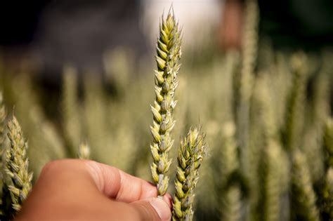 Wheat John Innes Centre