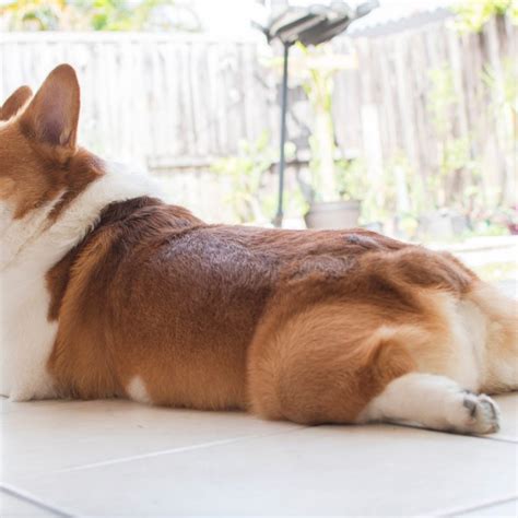 What Is Splooting Greenfield Puppies