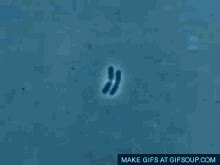 Bacteria  Bacteria Discover And Share S