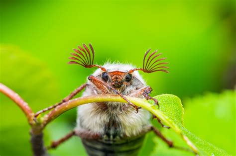 Hannetons Au Jardin Les Solutions Pour Vous En Débarrasser