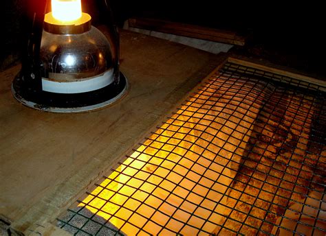 Quail Brooding And Feeding Back Yard Farmer