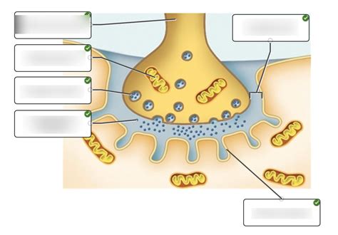 Labeled Neuromuscular Junction