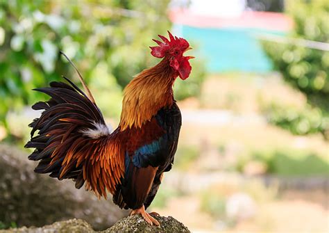 Download Rooster Pictures