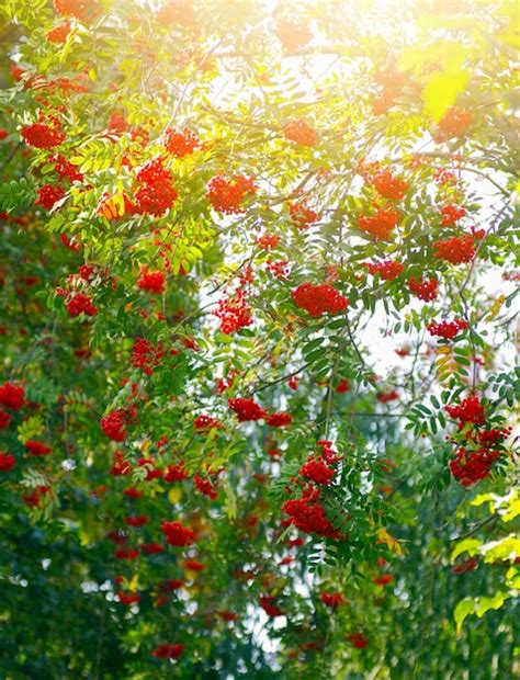 Premium Photo Rowan Tree Closeup Of Bright Rowan Berries On A Tree