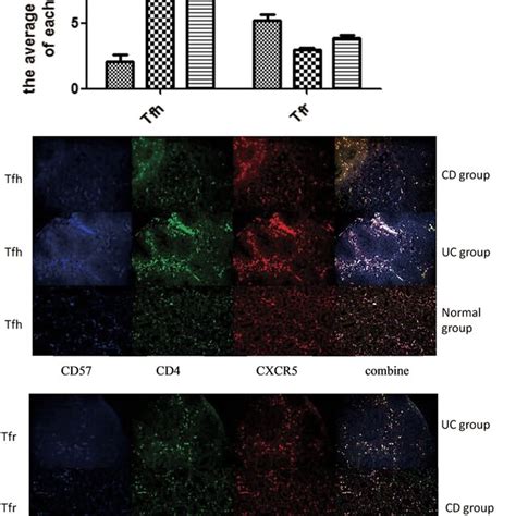 Tfh And Tfr Triple Immunofluorescence Staining ×20 Download
