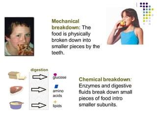 Digestive System Pps