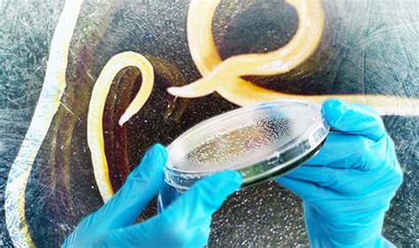 Life After Death Breakthrough 42 000 Year Old Worms Frozen In Siberia