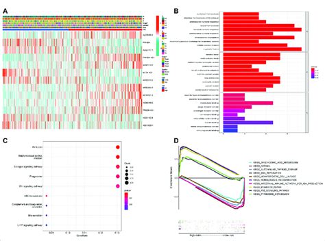 Functional Enrichment Analysis Of Degs In The High Risk And Low Risk