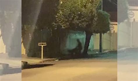 Vídeo mostra casal fazendo sexo de quatro no meio da rua em São Paulo